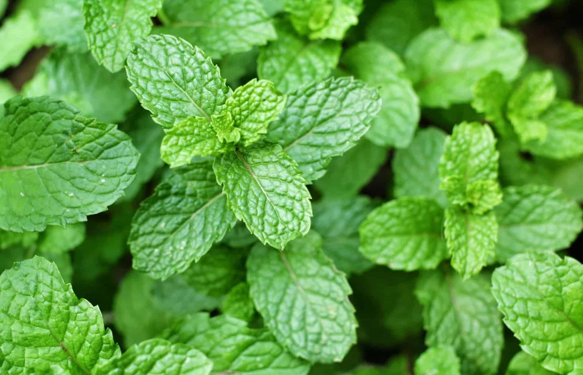 Mary Berry Mint Sauce Recipe – Fresh, Sharp, and Properly Homemade ...